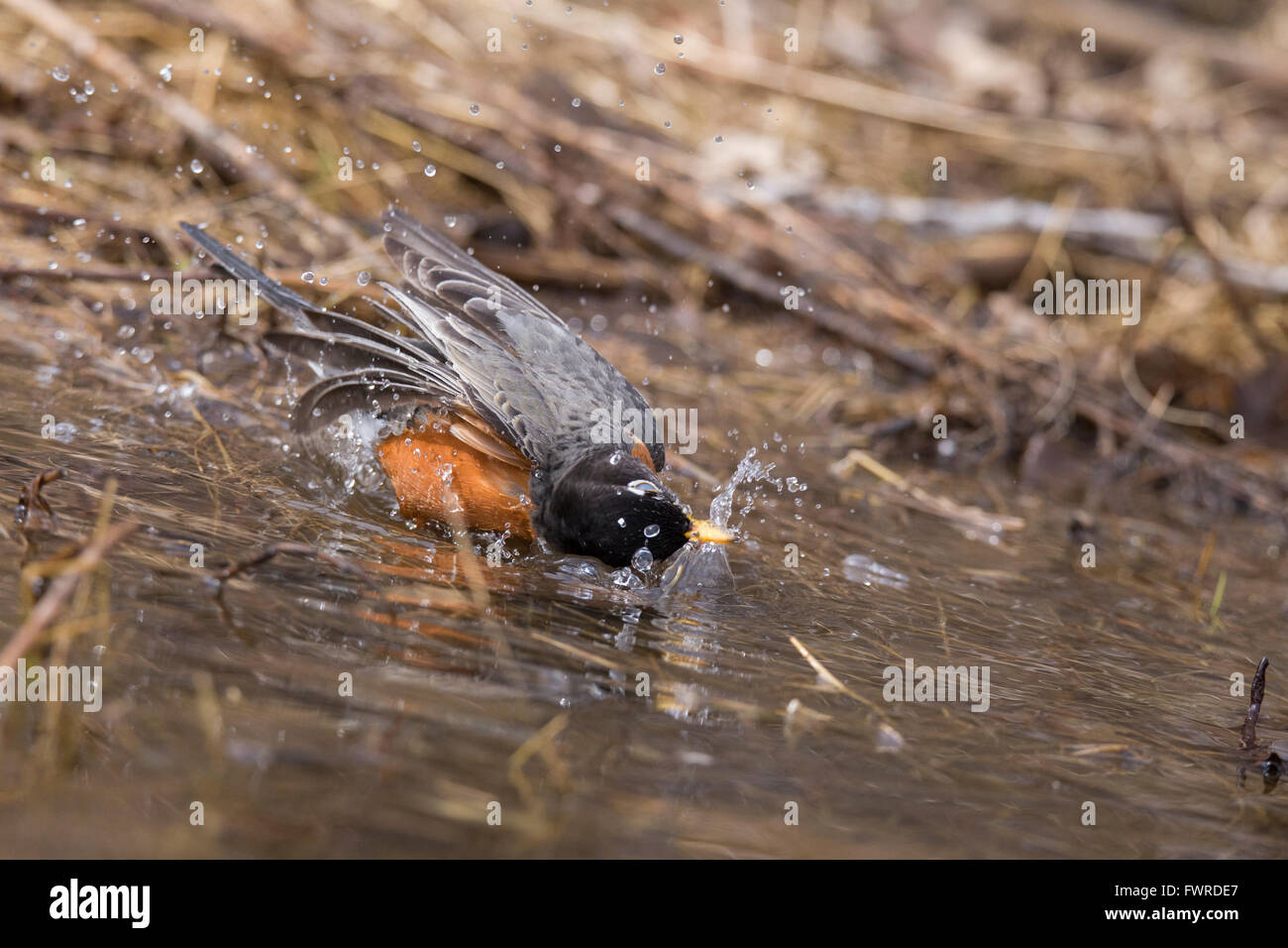American robin and chick hi-res stock photography and images - Alamy