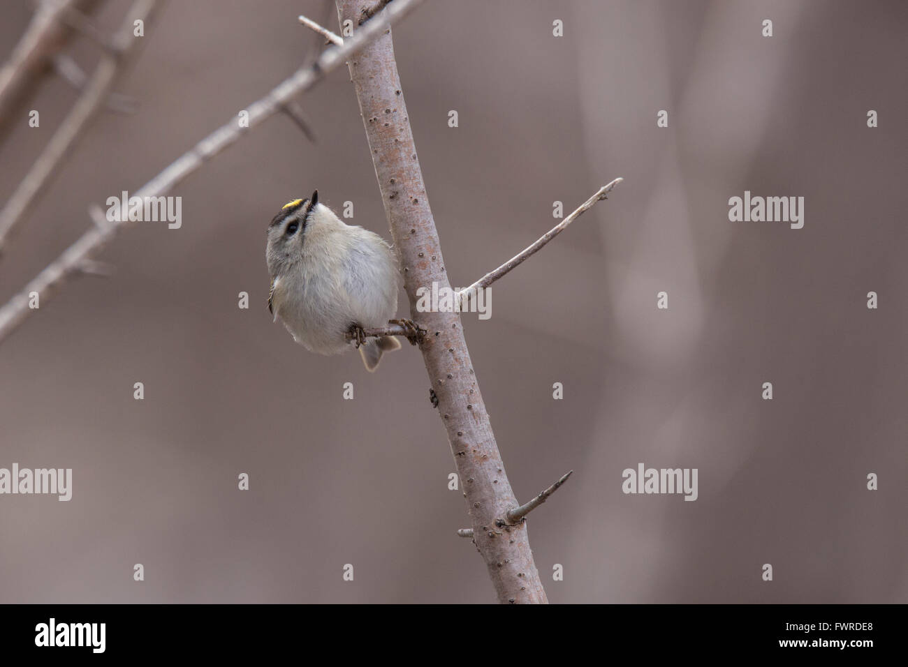 Golden-crowned Kinglet (Regulus satrapa) in spring Stock Photo - Alamy