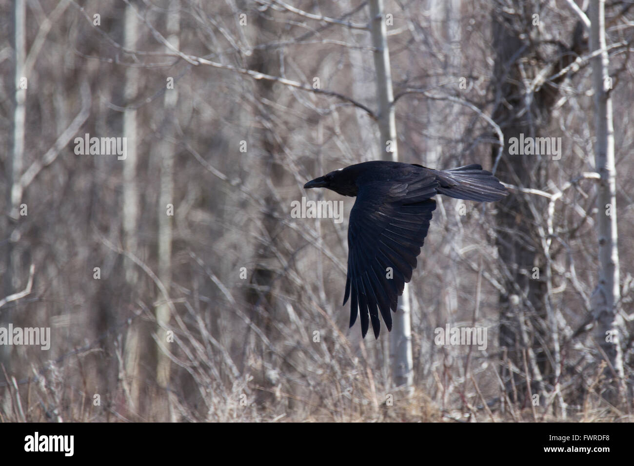 Common raven in forest hi-res stock photography and images - Alamy