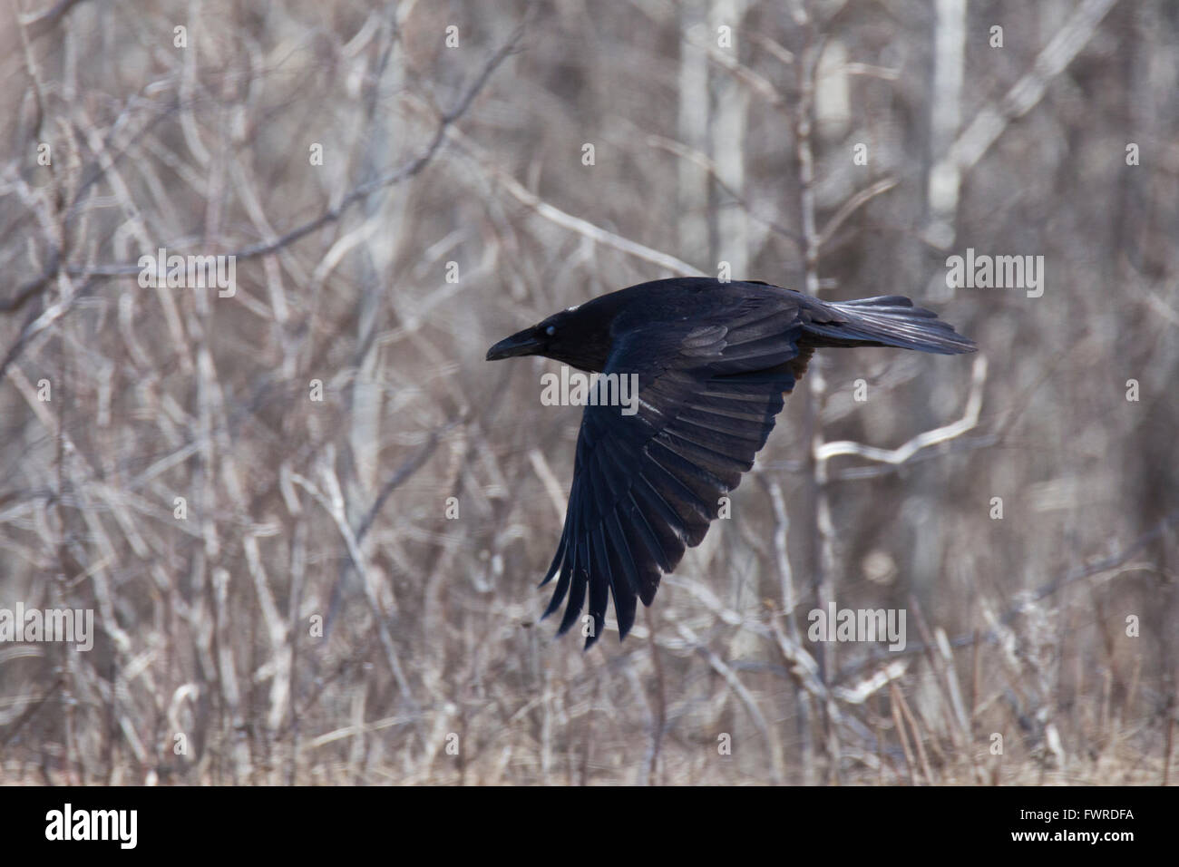 American crow in flight corvus hi-res stock photography and images - Alamy