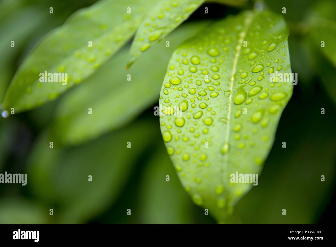 Water on leaf Stock Photo - Alamy