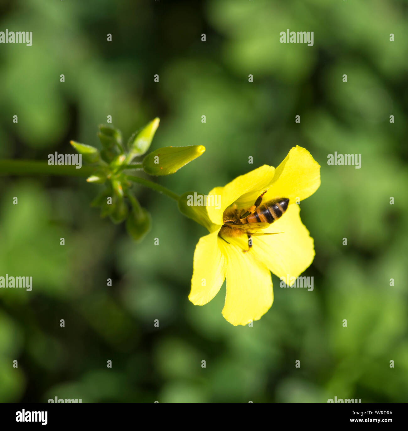 Honey bees gather sweet pollen from common Oxalis weed oxalidaceae or ...