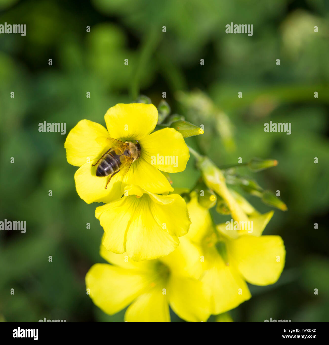 Honey bees gather sweet pollen from common Oxalis weed oxalidaceae or ...