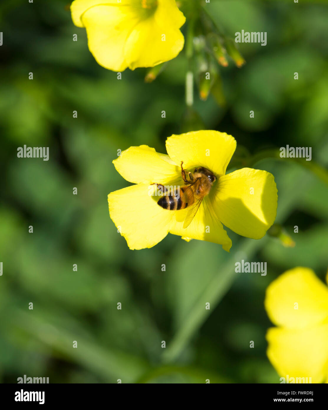Honey bees gather sweet pollen from common Oxalis weed oxalidaceae or ...