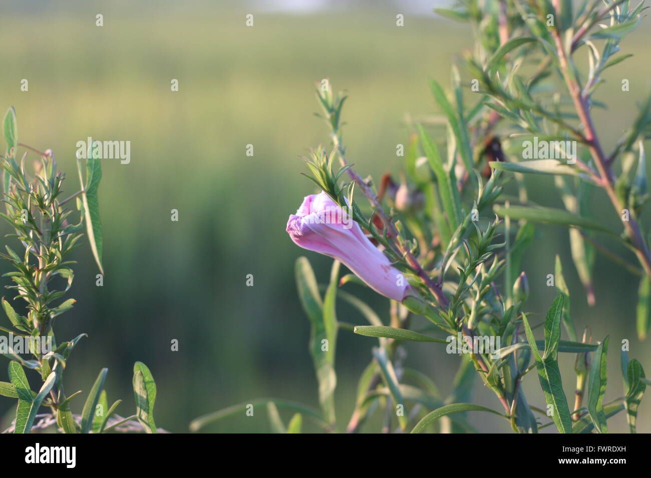 Pink marsh flower Stock Photo - Alamy
