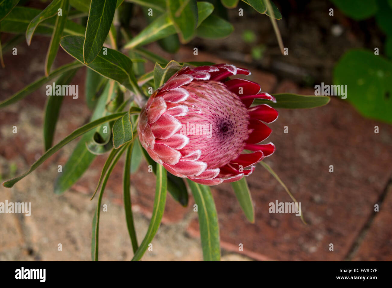 Decorative pink flowers of Protea blooming in winter attract bees and ...