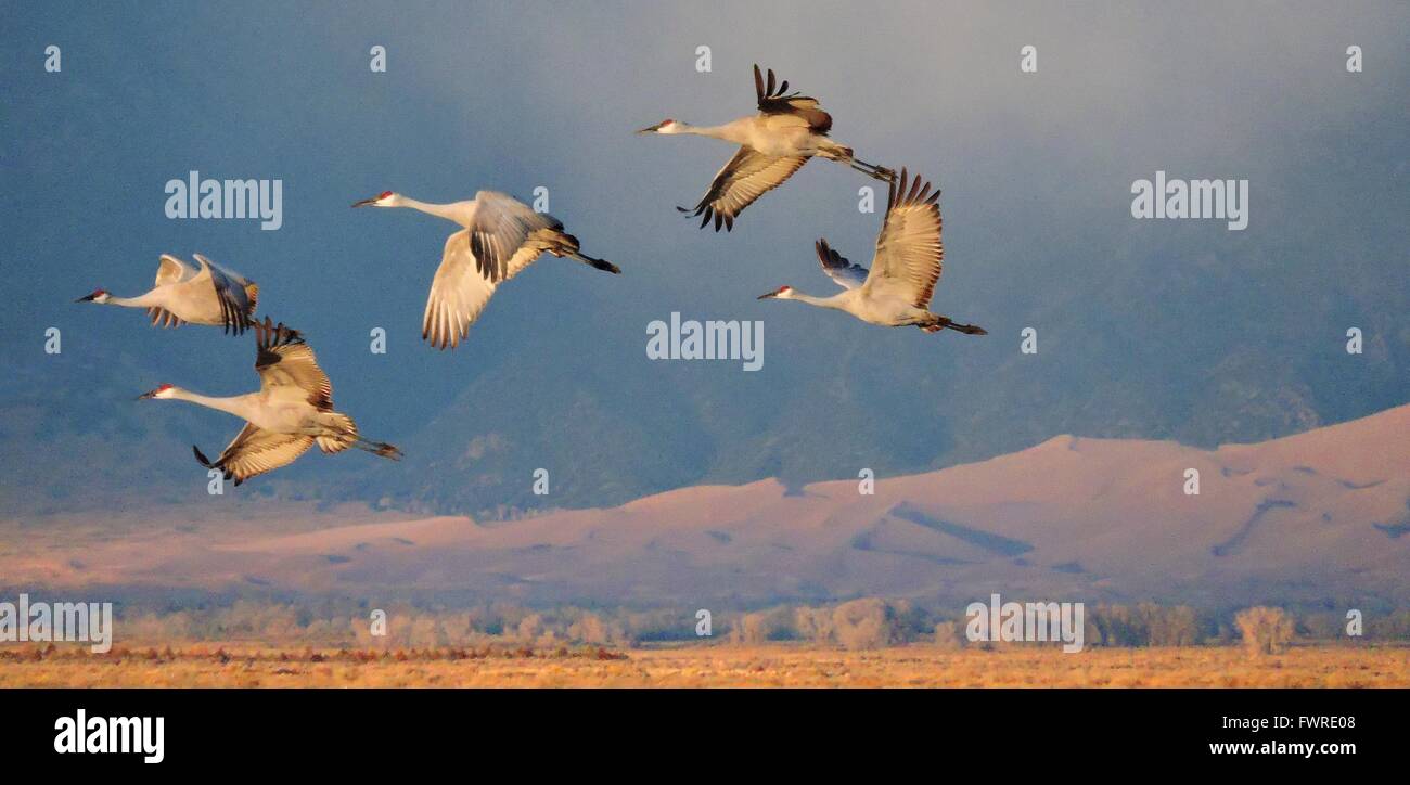 Sandhill Cranes flying over a wetland at the Great Sand Dunes National ...