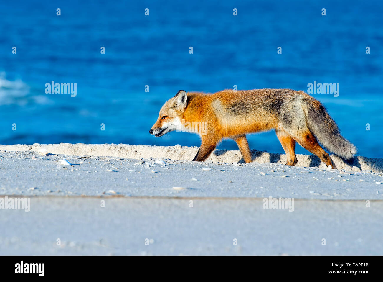 Red Fox Walking on Beach Stock Photo - Alamy