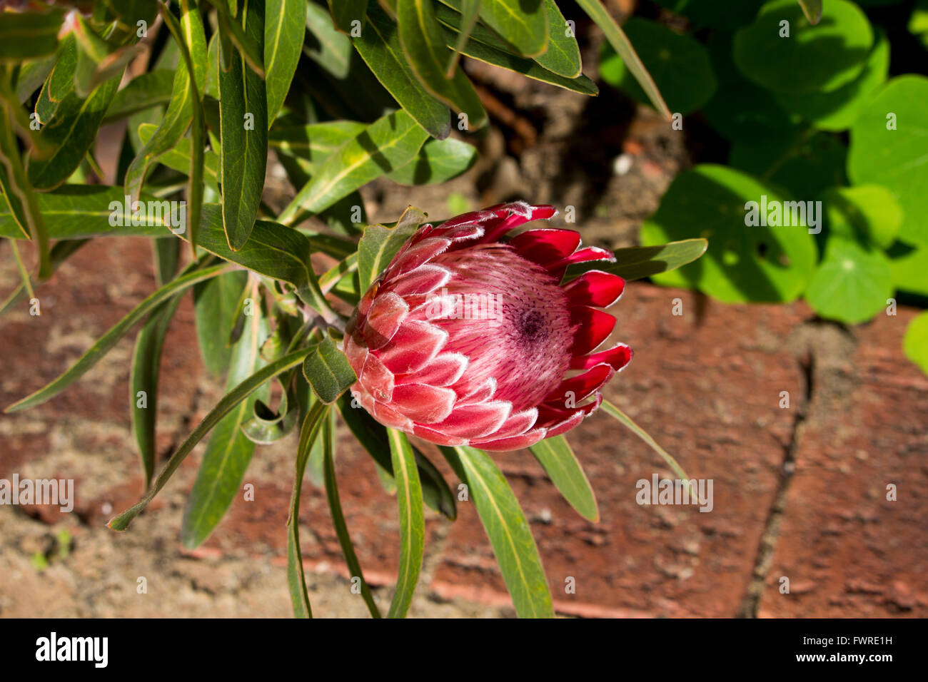 Decorative pink flowers of Protea blooming in winter attract bees and ...