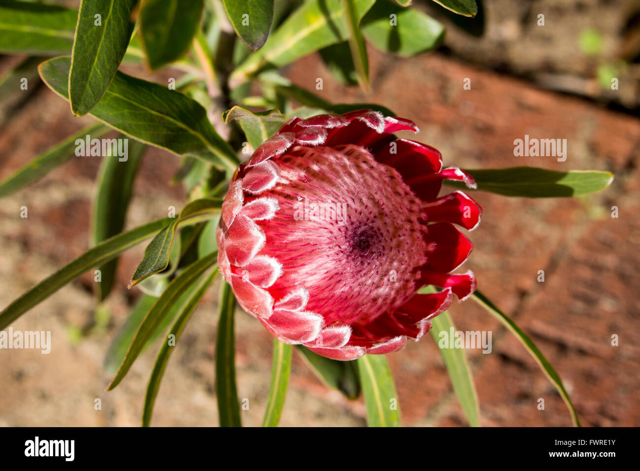 Decorative pink flowers of Protea blooming in winter attract bees and ...