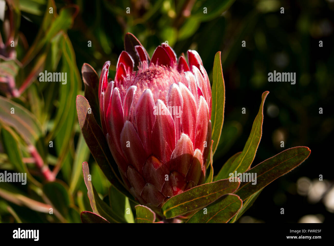 Decorative pink flowers of Protea blooming in winter attract bees and ...