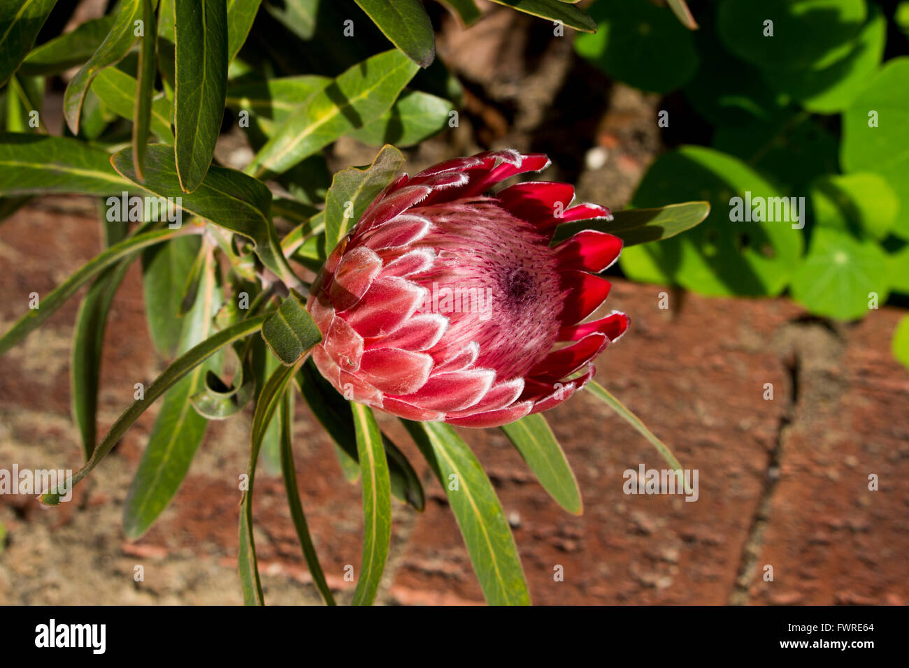 Decorative pink flowers of Protea blooming in winter attract bees and ...
