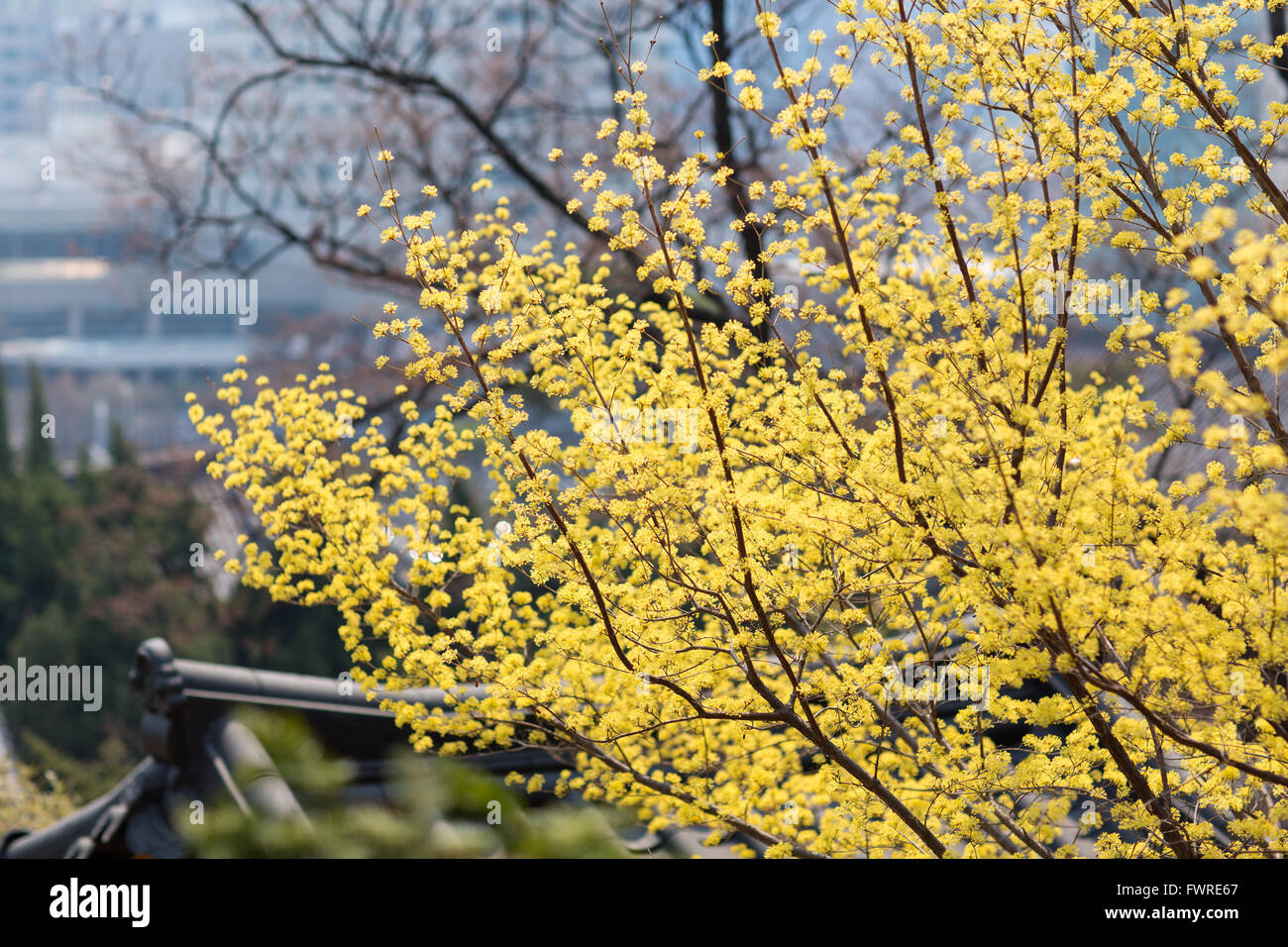 Corni flower hi-res stock photography and images - Alamy