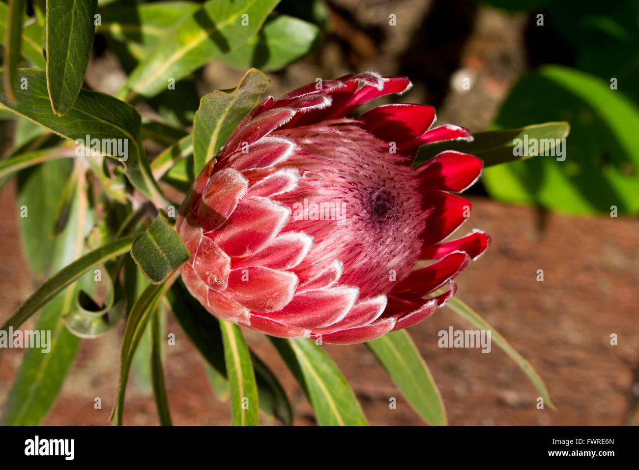 Decorative pink flowers of Protea blooming in winter attract bees and ...