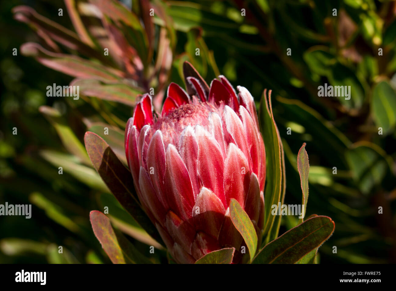 Decorative pink flowers of Protea blooming in winter attract bees and ...