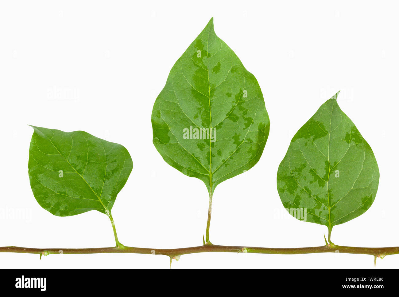 Isolated stem of three damp green bougainvillea leaves with tiny thorns ...