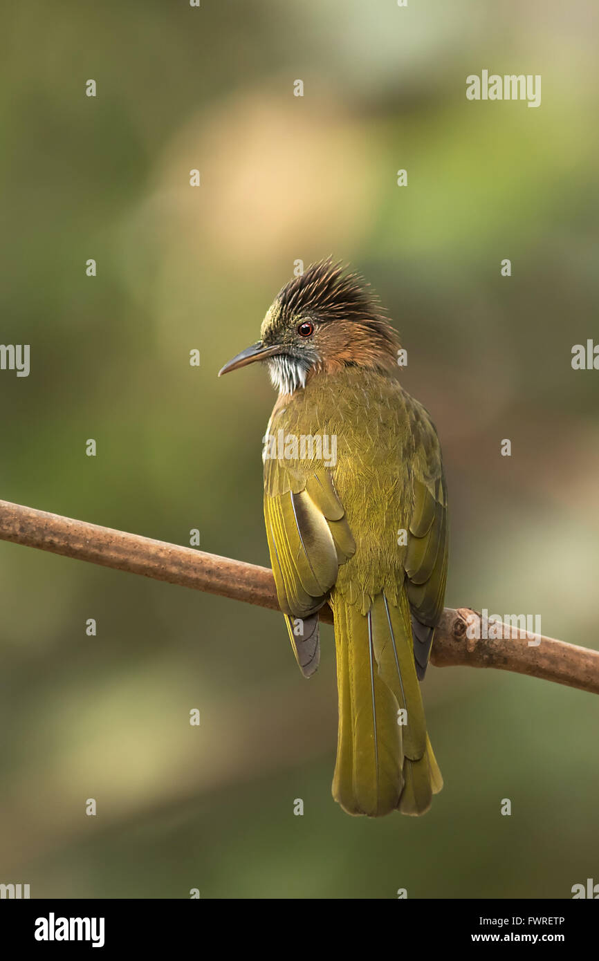 Bulbul species of india hi-res stock photography and images - Alamy