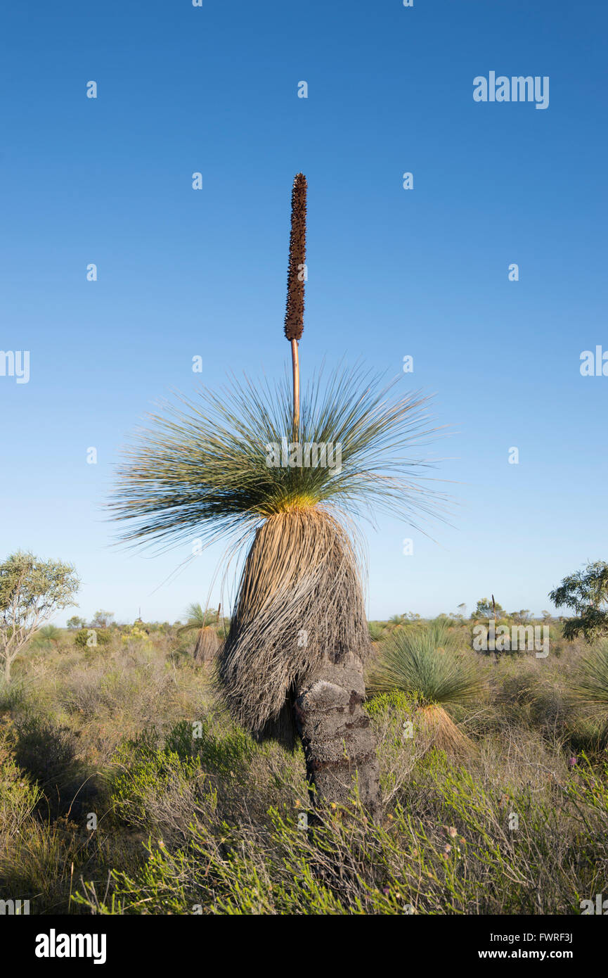 Xanthorrhoea High Resolution Stock Photography and Images - Alamy