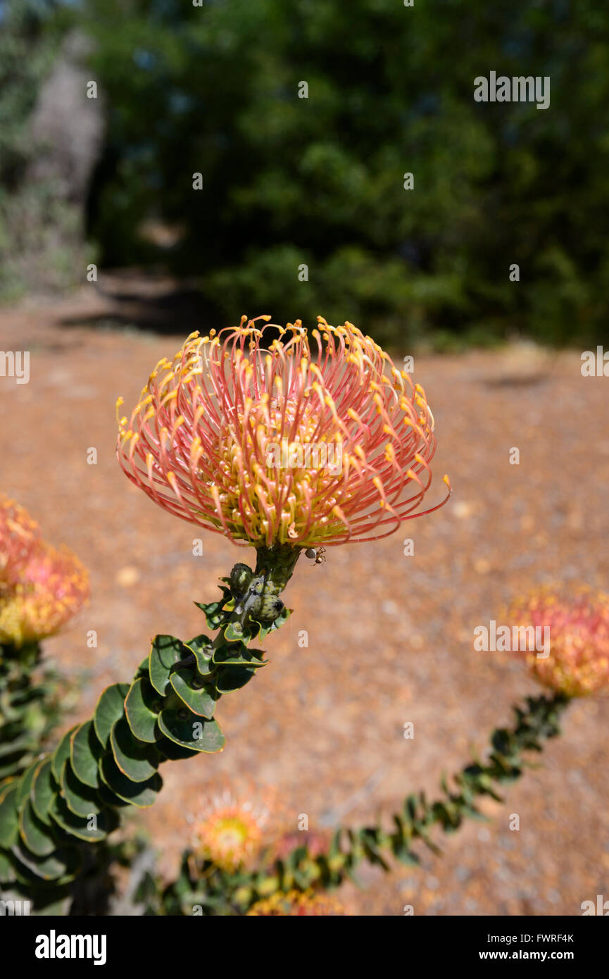 Proteaceae hi-res stock photography and images - Alamy