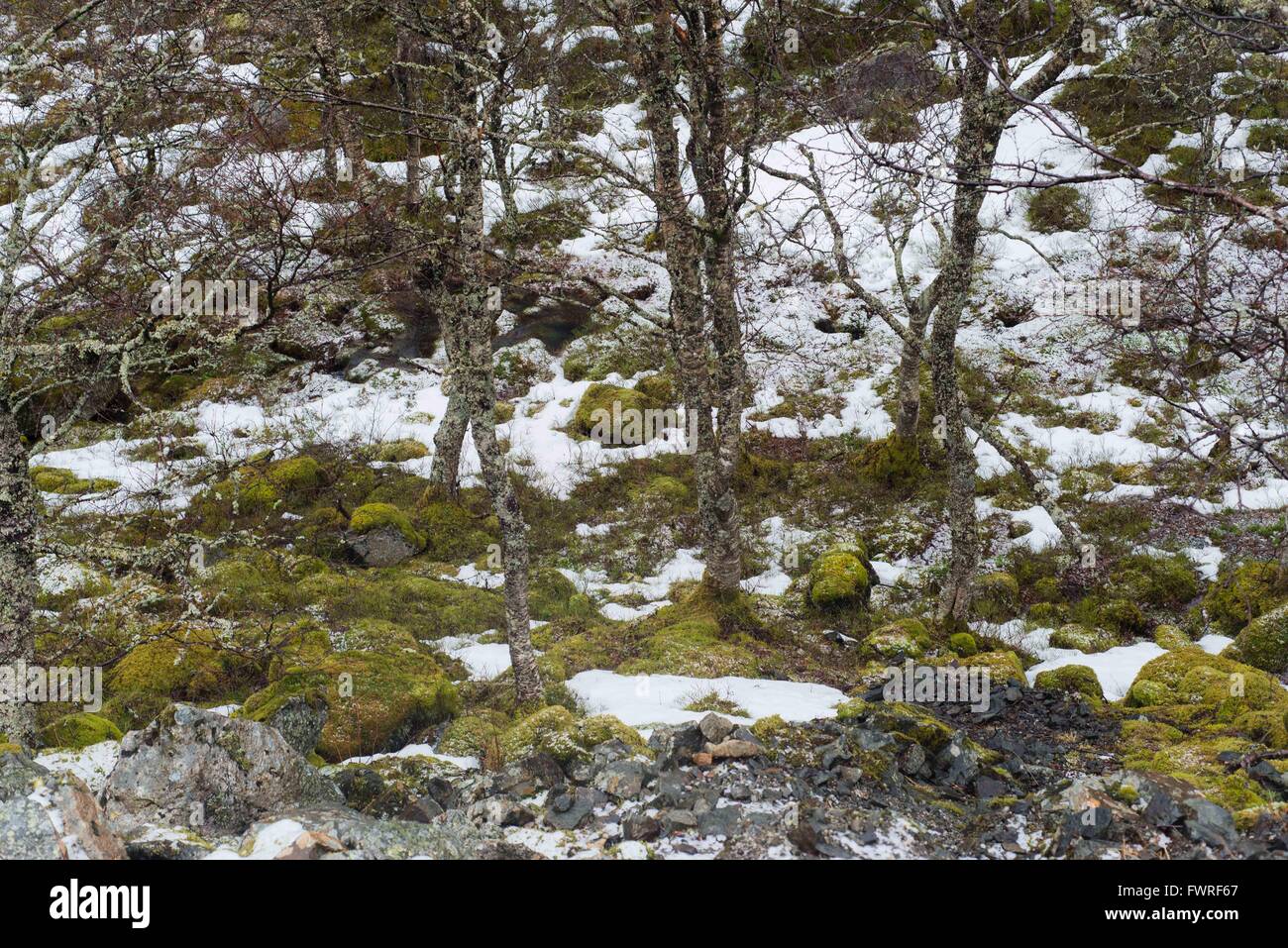 snowy forest in norway with rocks and green grass showing Stock Photo ...