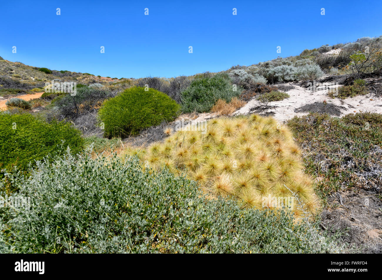 Australian Outback Plants And Trees