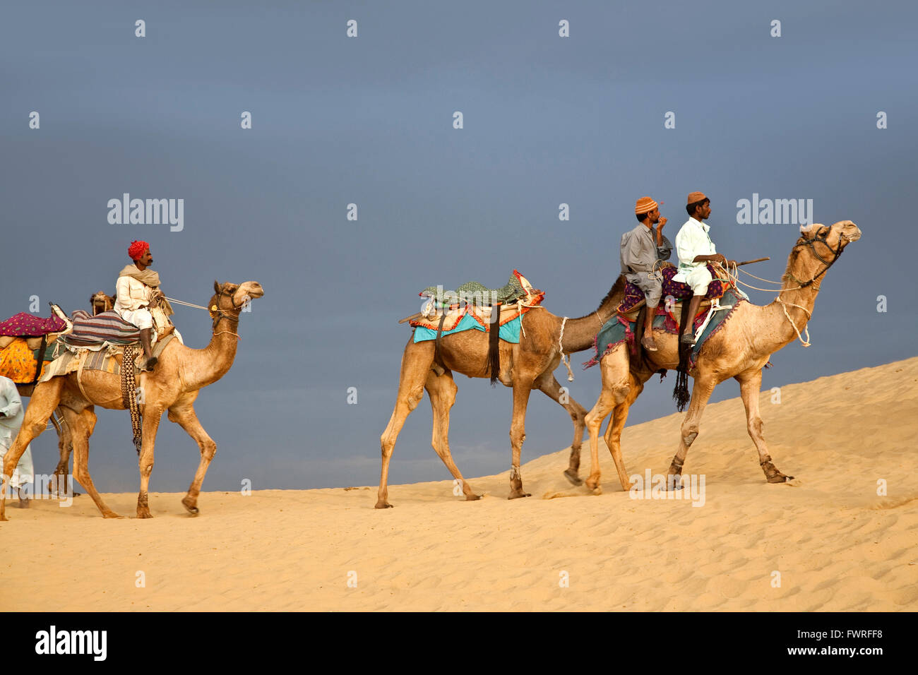 Men riding camels. Jaisalmer desert. Rajasthan. India Stock Photo - Alamy