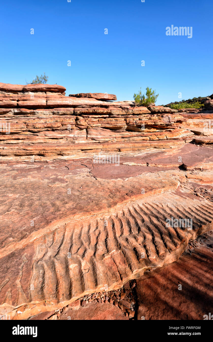 Lithified Ripples in Sandstone, Kalbarri National Park, Western ...