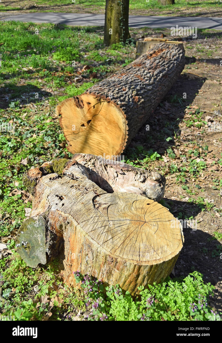 Cut out tree trunk in the woods Stock Photo - Alamy