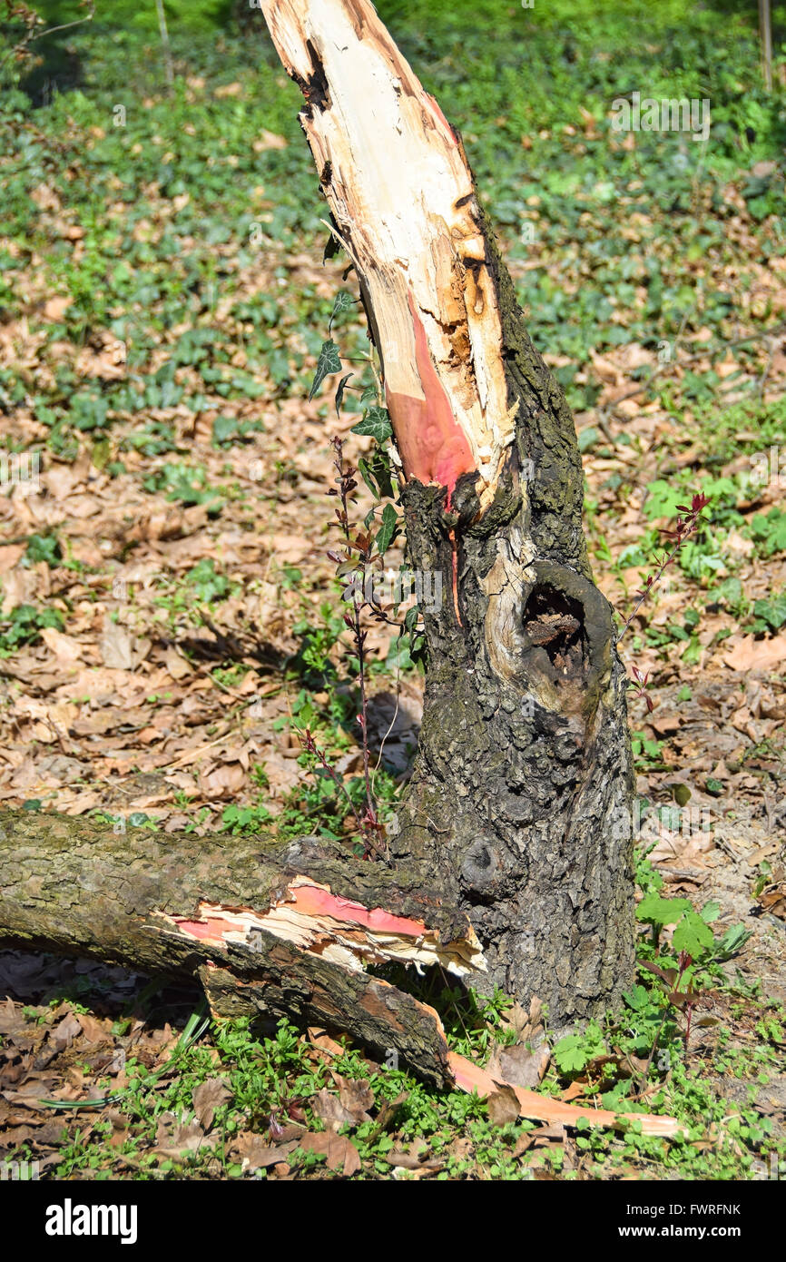 Broken tree trunk in the woods Stock Photo - Alamy
