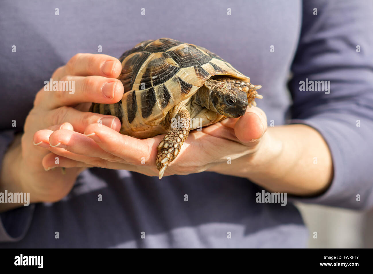 Small turtles, pet in the hands of a woman Stock Photo - Alamy