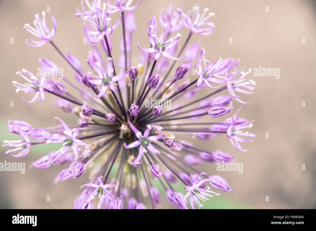 Ornamental onion in spring hi-res stock photography and images - Alamy