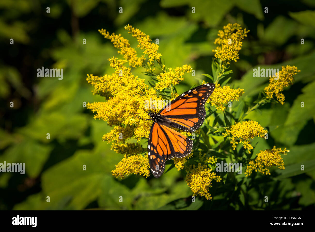 Monarch Butterfly with its wings spread Stock Photo - Alamy
