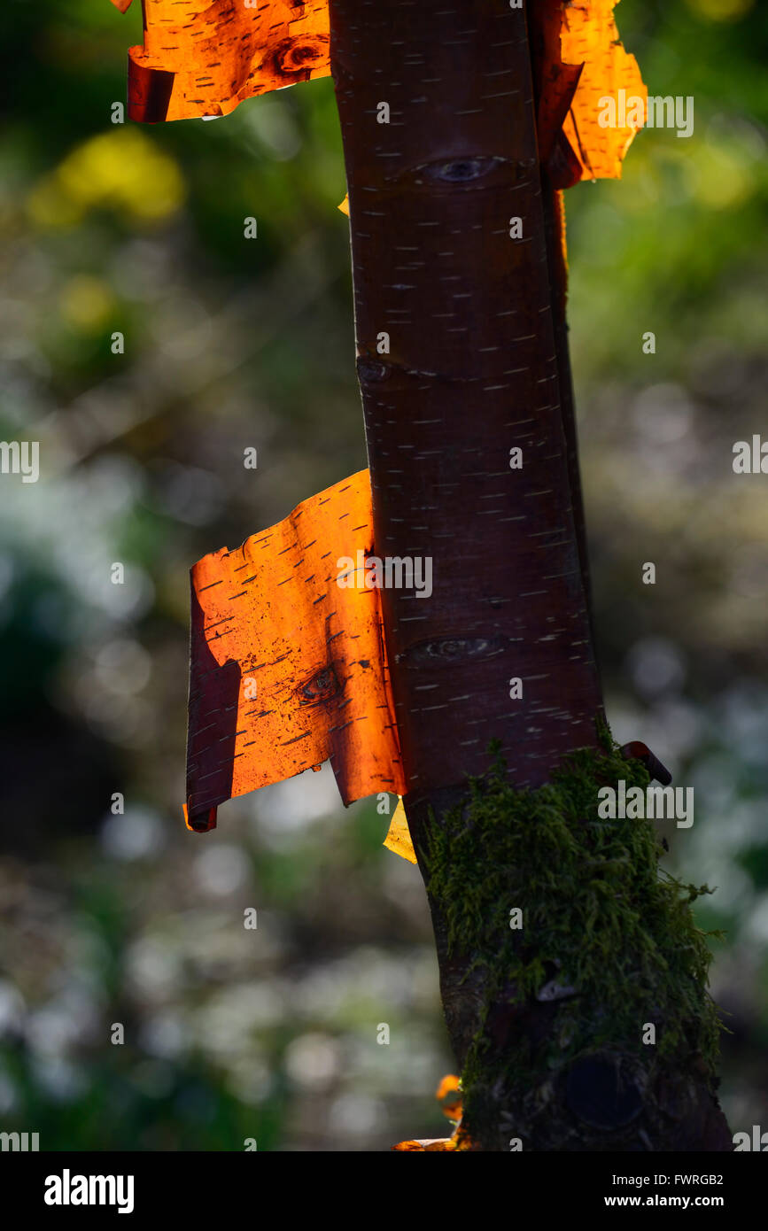 Red birch hi-res stock photography and images - Alamy