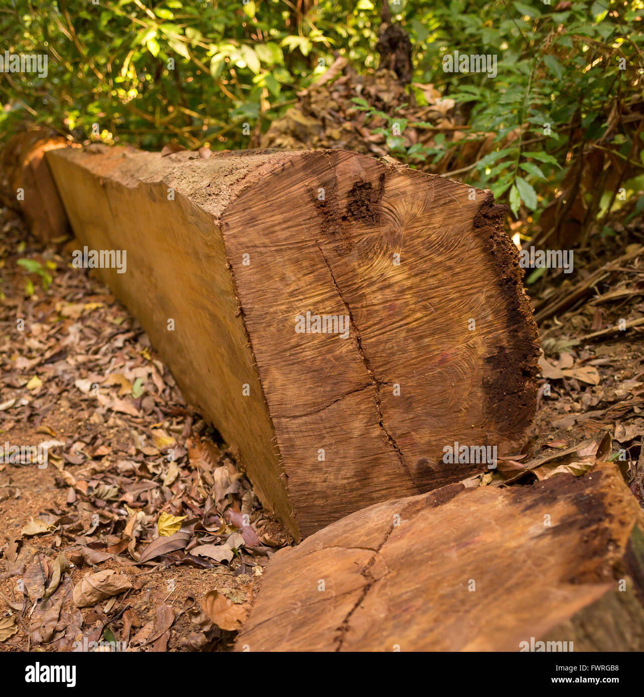 Blood on floor hi-res stock photography and images - Alamy