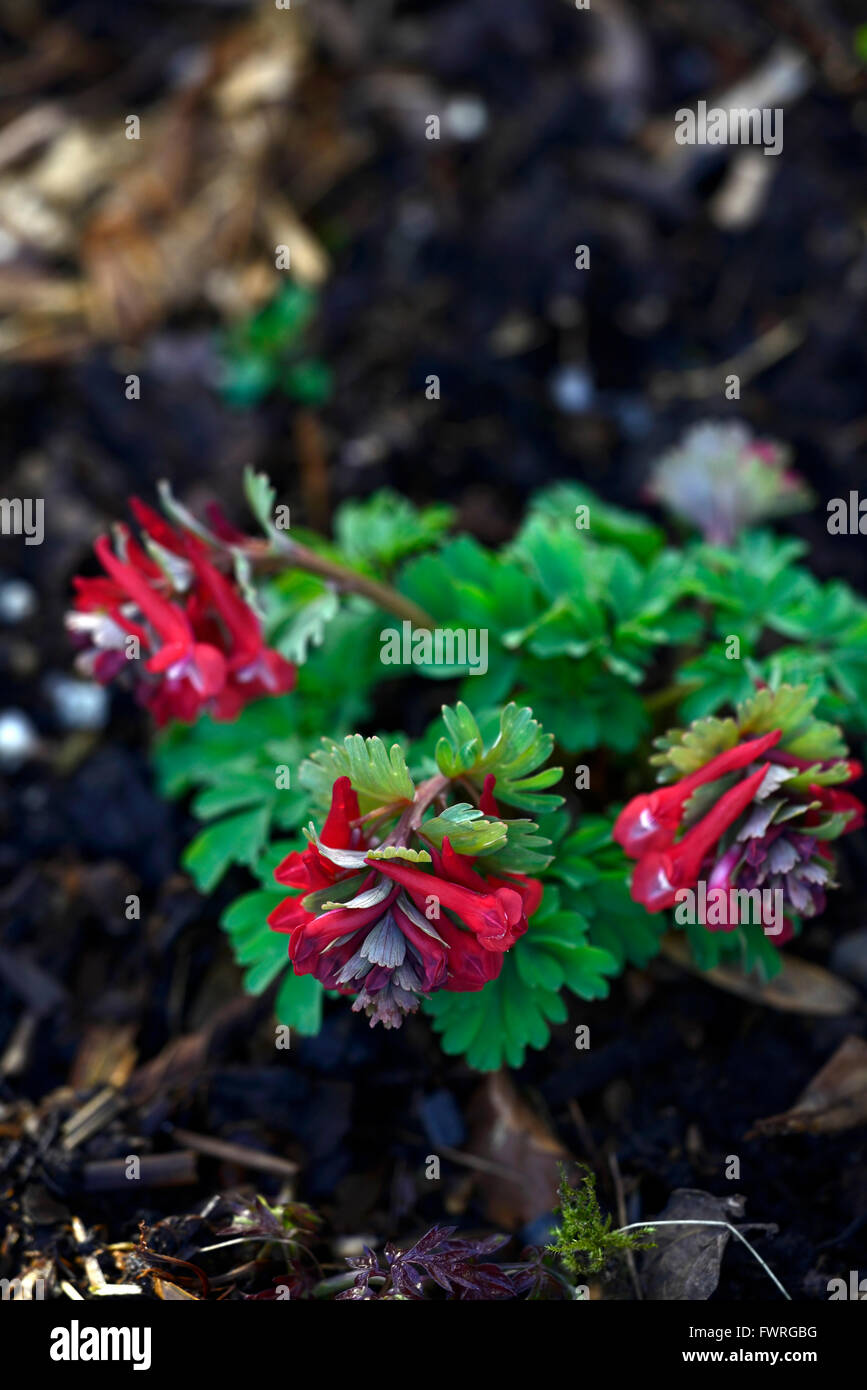 Fire bird hi-res stock photography and images - Alamy