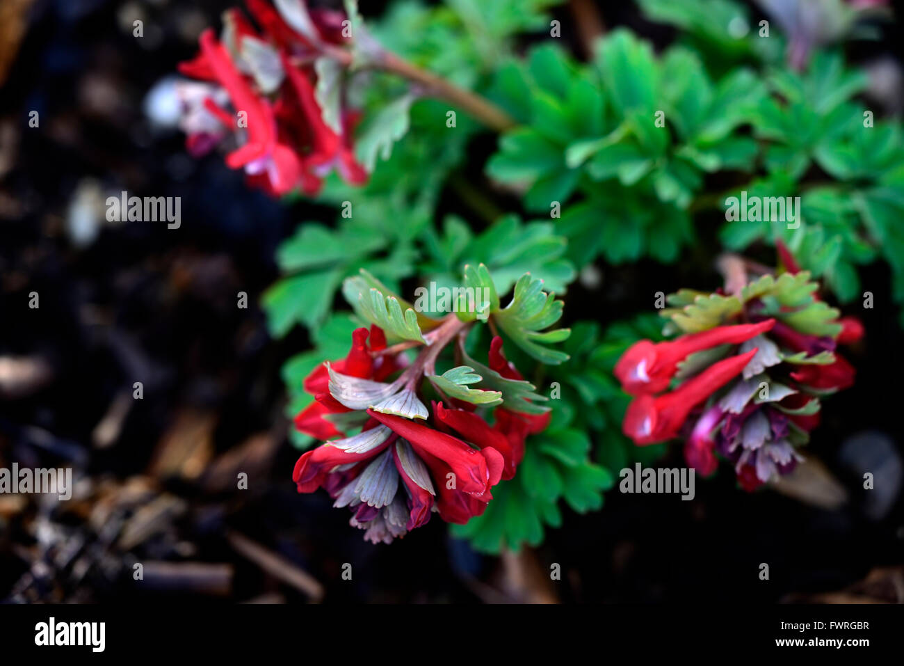 Fire bird hi-res stock photography and images - Alamy