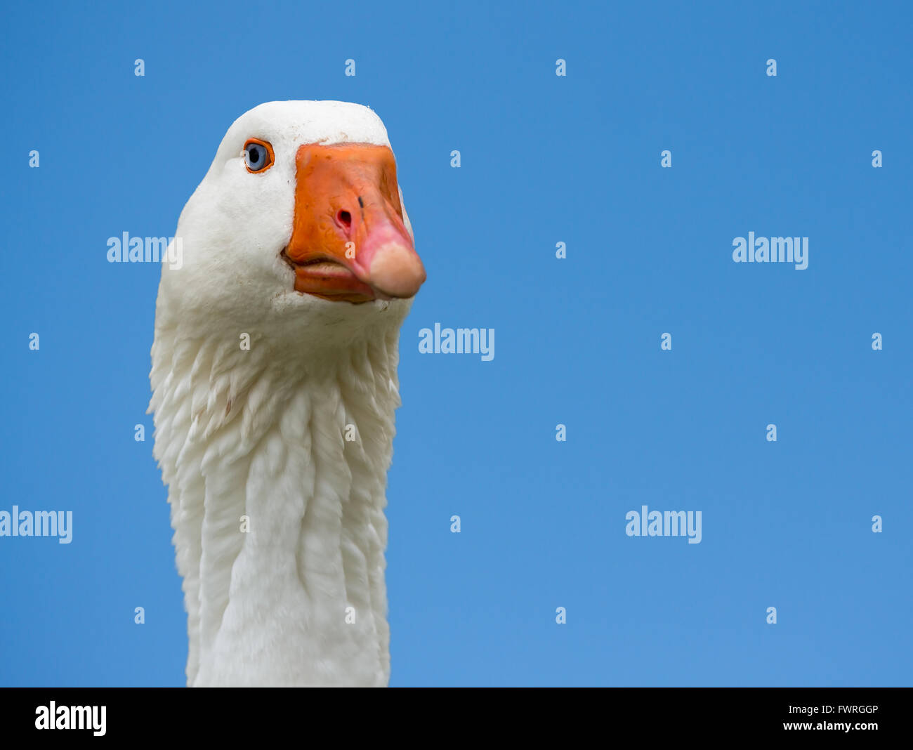 Waterfowl portrait hi-res stock photography and images - Alamy