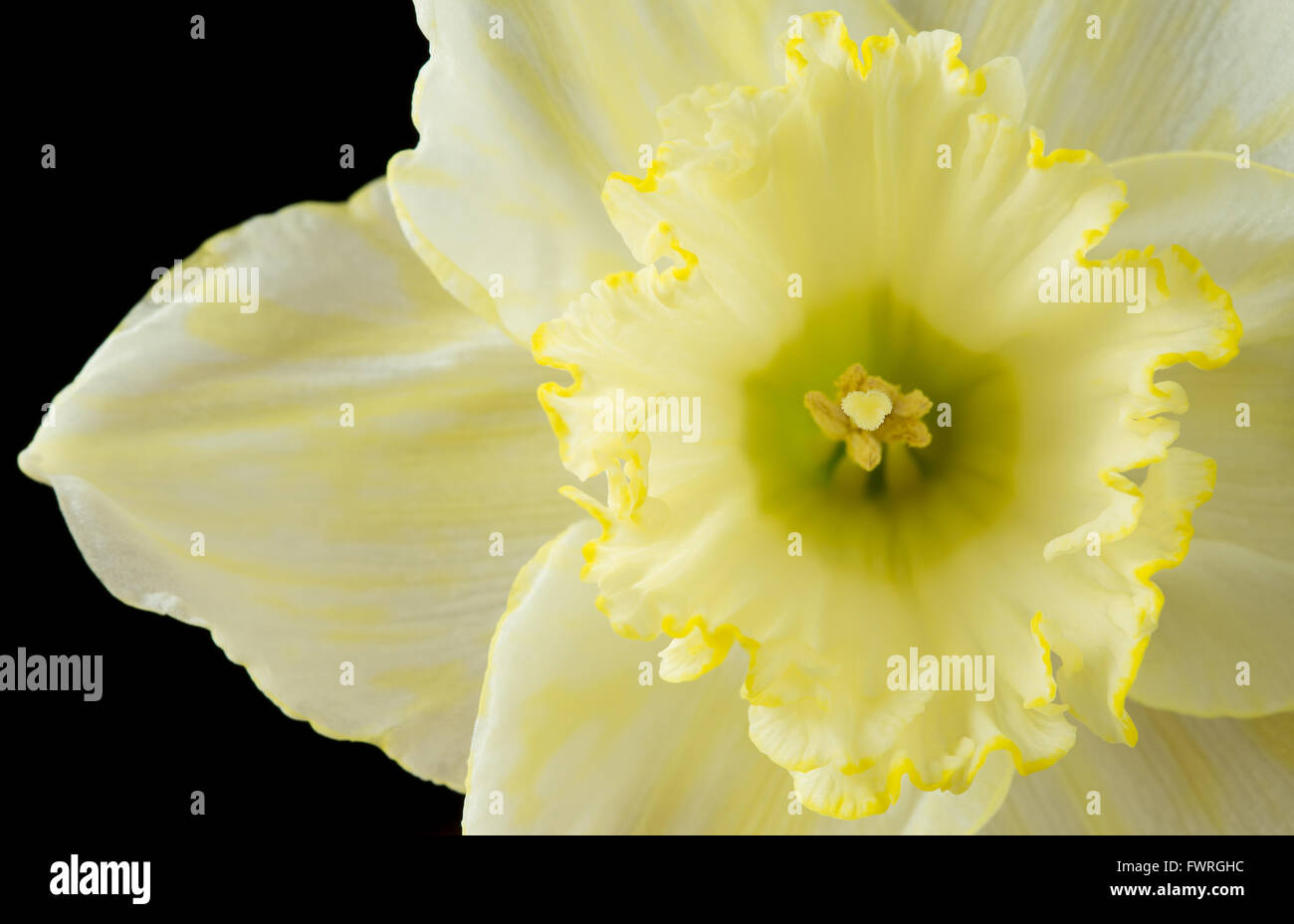 Daffodil on a black background hi-res stock photography and images - Alamy