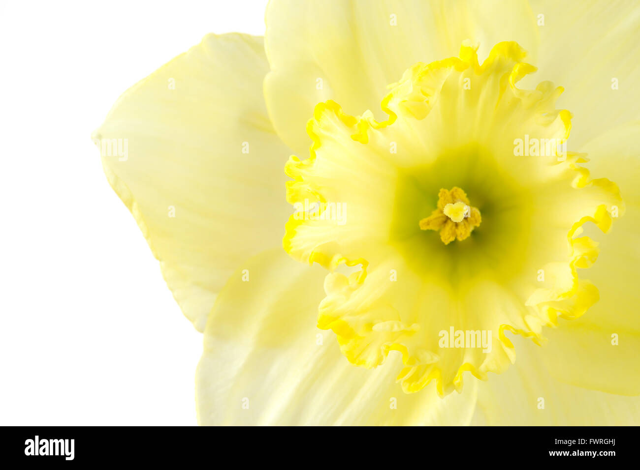 Close up pale yellow daffodil on a white background Stock Photo - Alamy