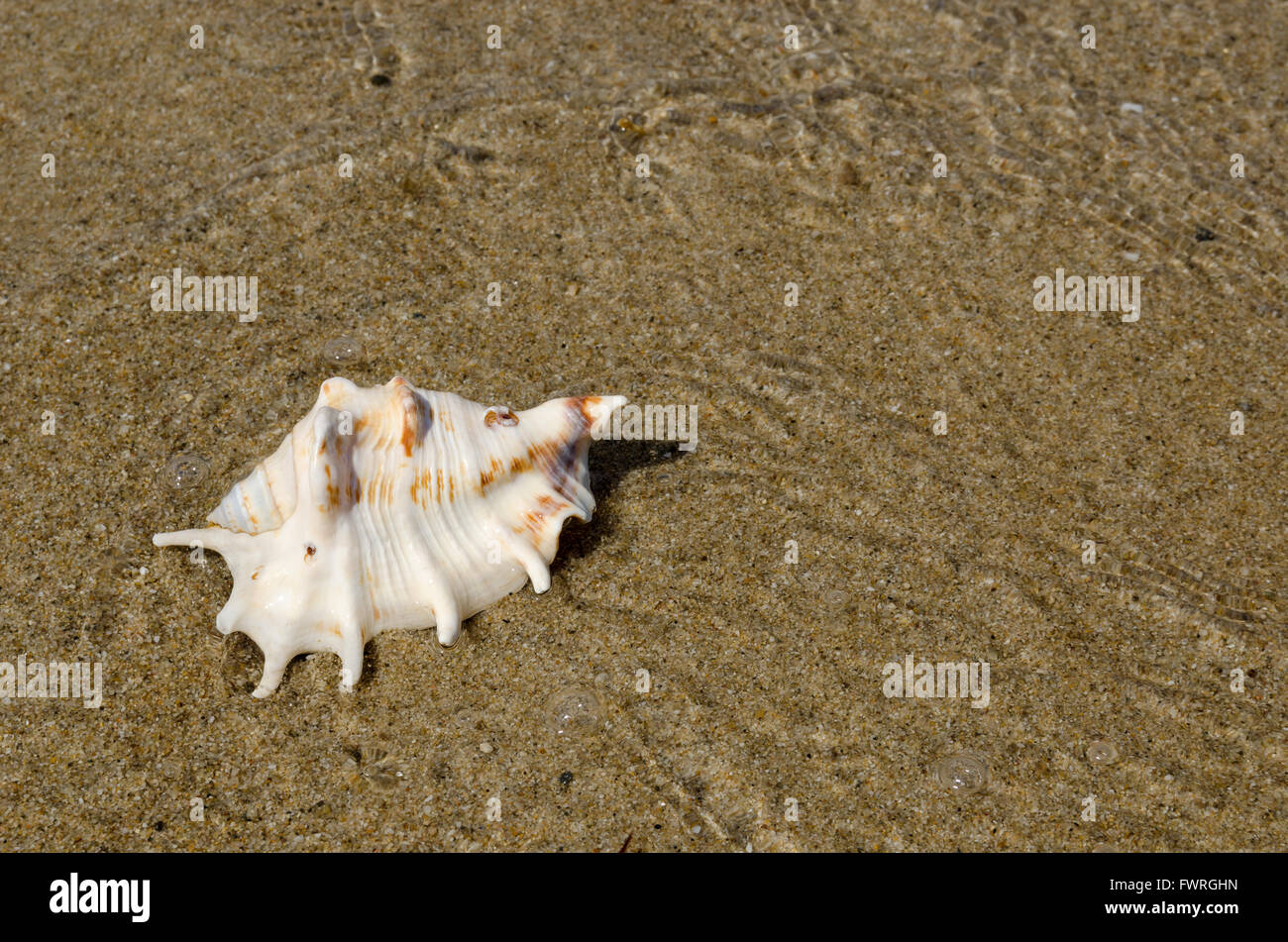 Seashell in the shallow water on the seashore Stock Photo - Alamy
