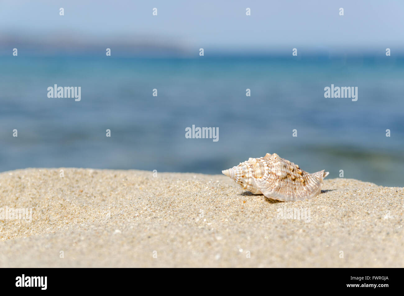 Seashell in the sand Stock Photo - Alamy