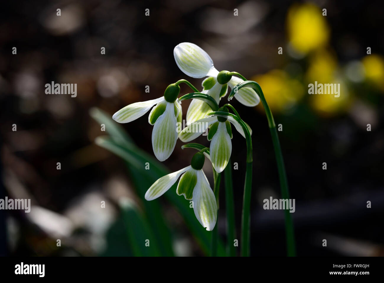 Galanthus, Green Tear, hybrid, green markings, virescent ,Snowdrop ...