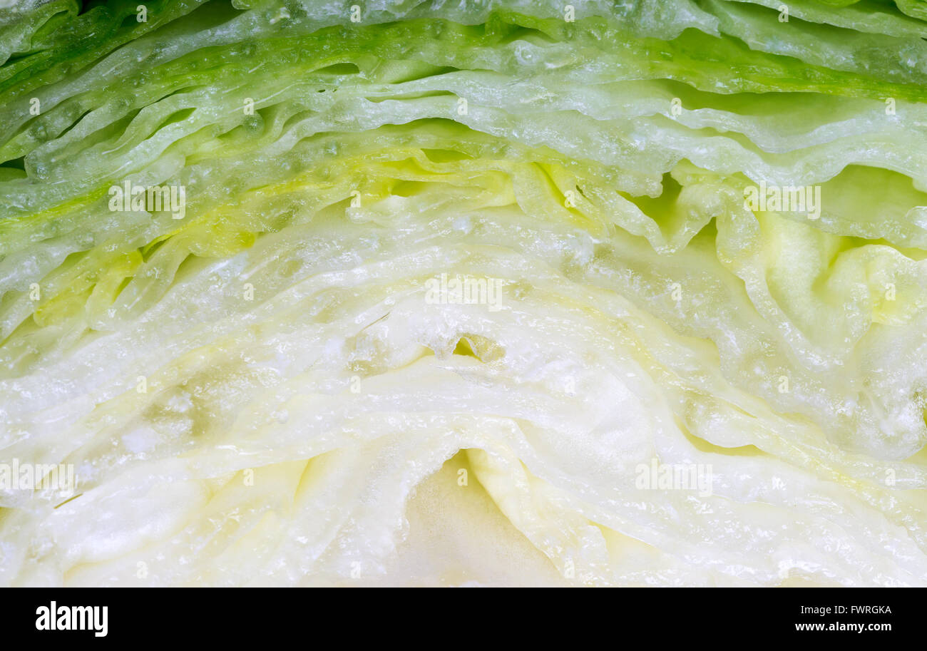 Close up image of iceberg lettuce Stock Photo - Alamy