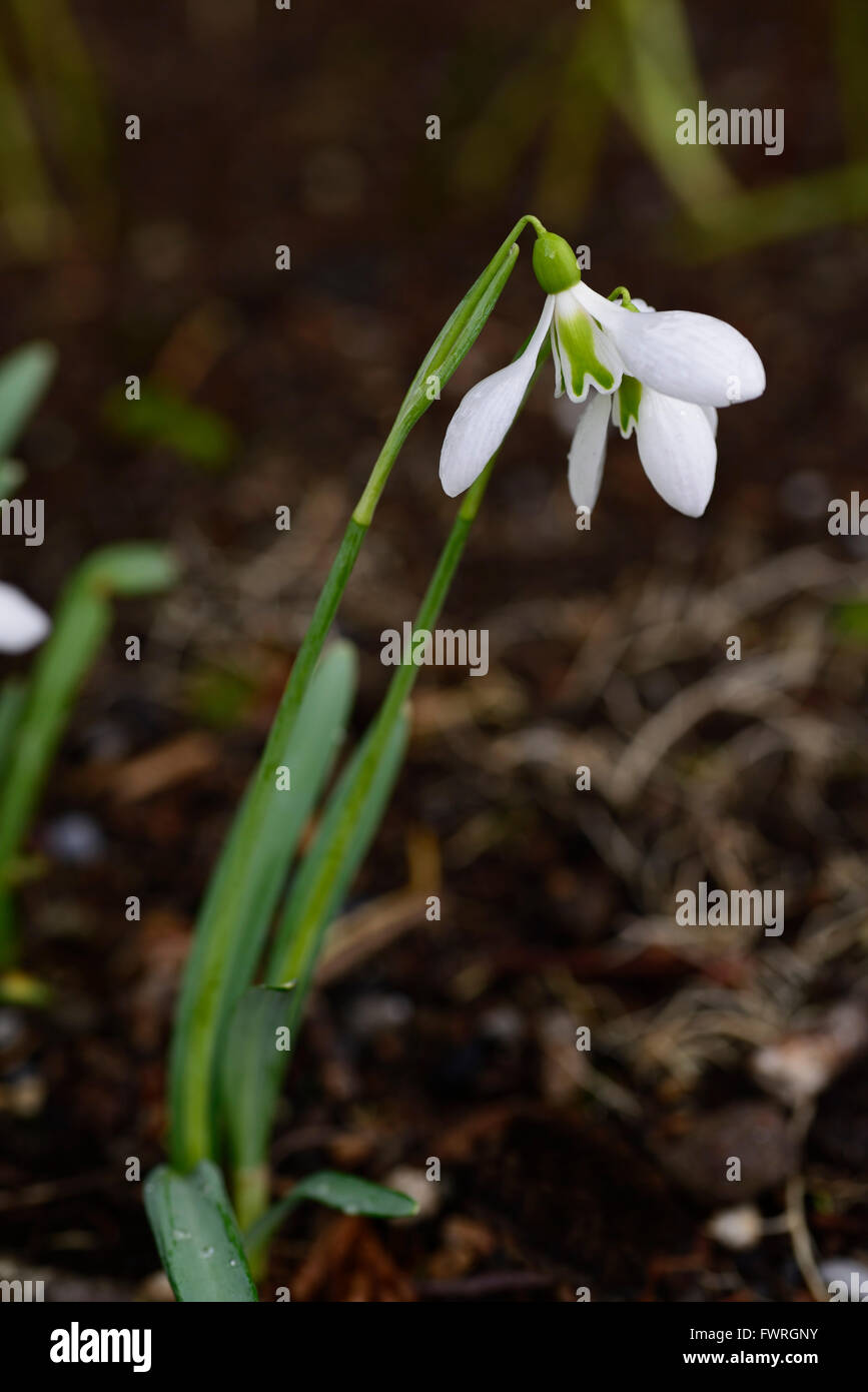 Galanthus little john snowdrop snowdrops spring flower flowers RM ...