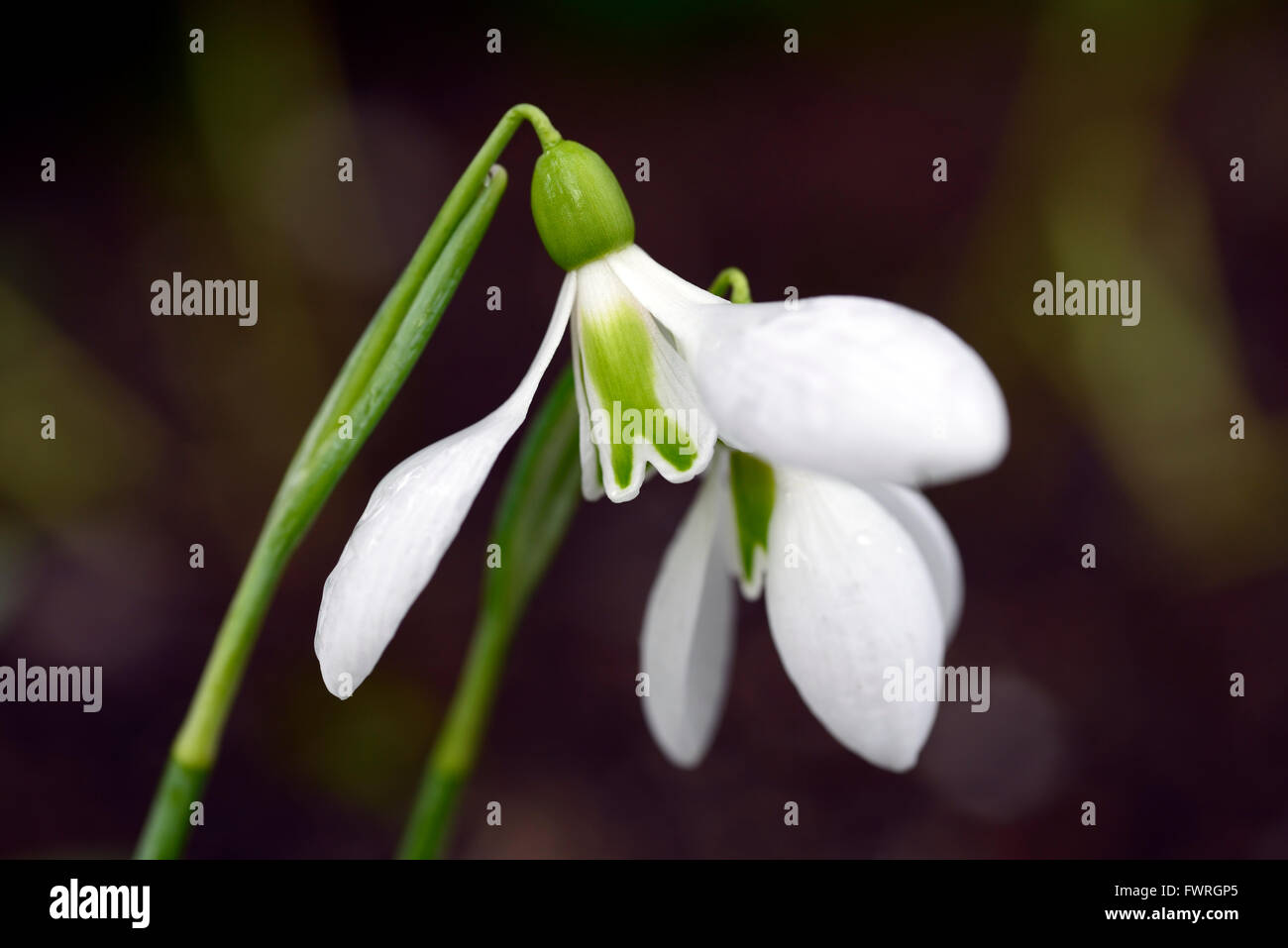 Galanthus little john snowdrop snowdrops spring flower flowers RM ...