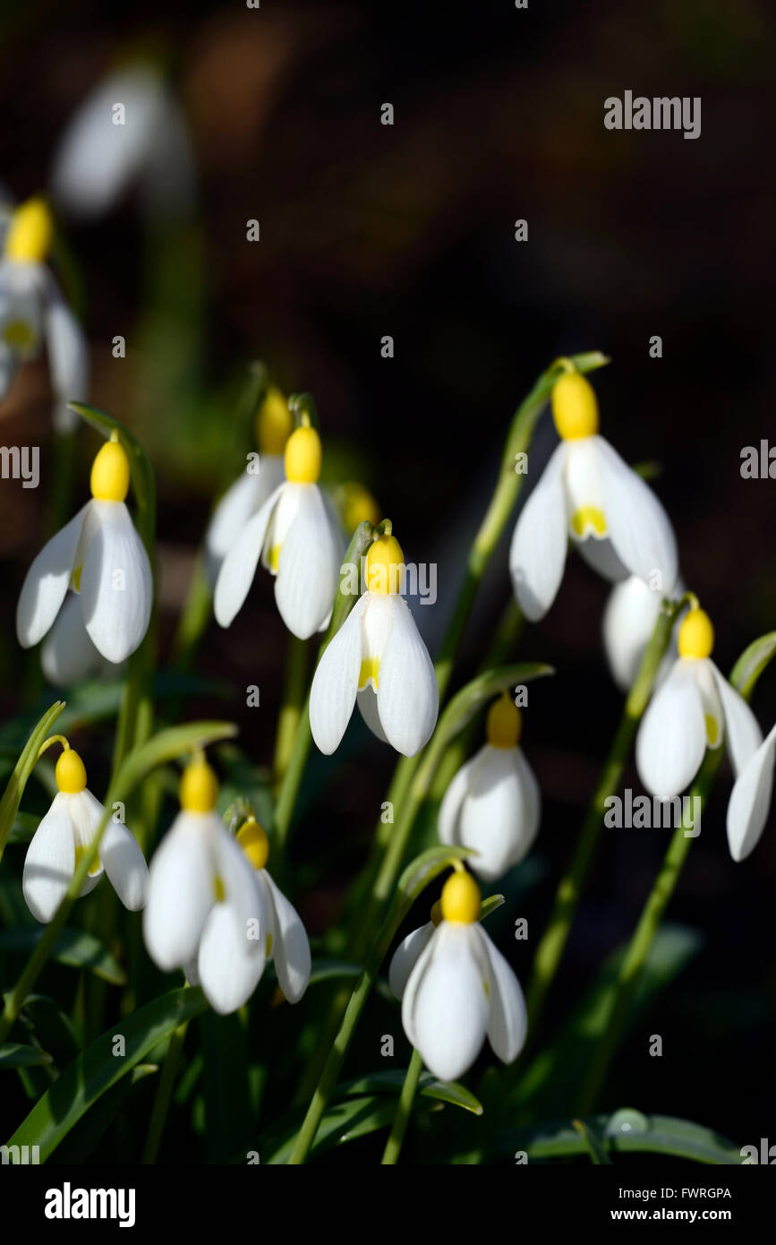 Galanthus nivalis sandersii hi-res stock photography and images - Alamy
