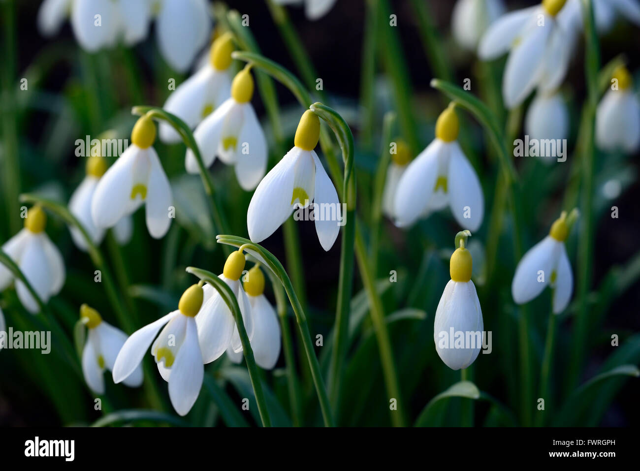 Galanthus nivalis sandersii hi-res stock photography and images - Alamy