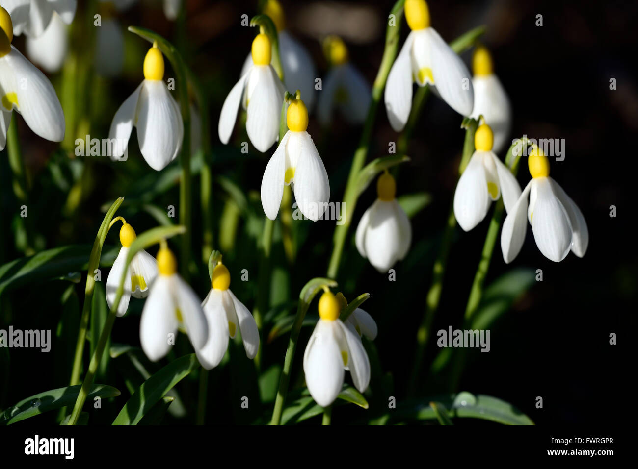 Galanthus nivalis Lowick Sandersii Group Yellow hybrid snowdrop ...
