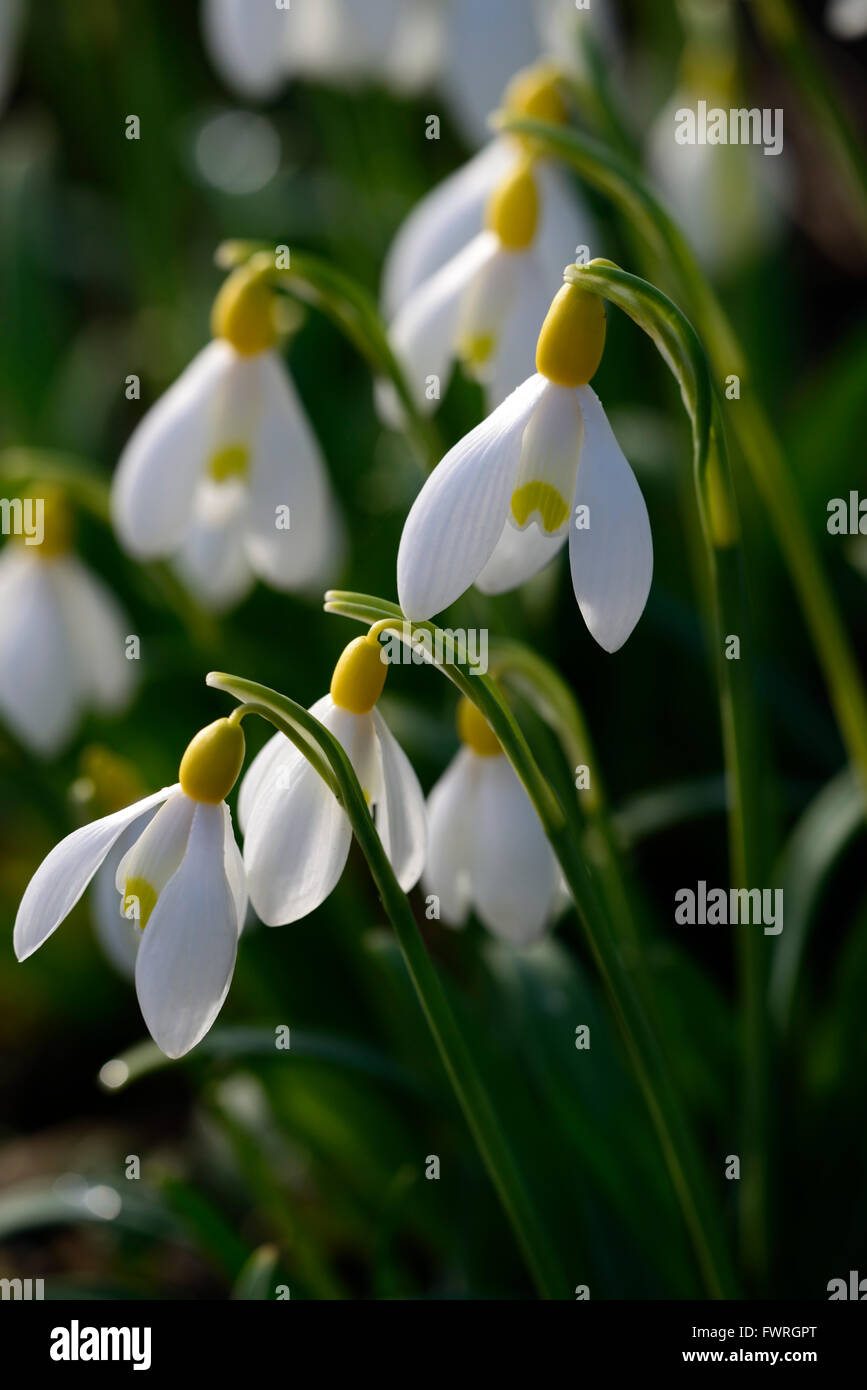 Galanthus nivalis sandersii hi-res stock photography and images - Alamy
