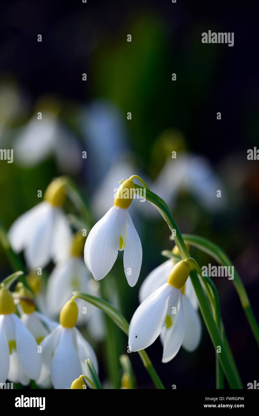 Galanthus nivalis sandersii hi-res stock photography and images - Alamy